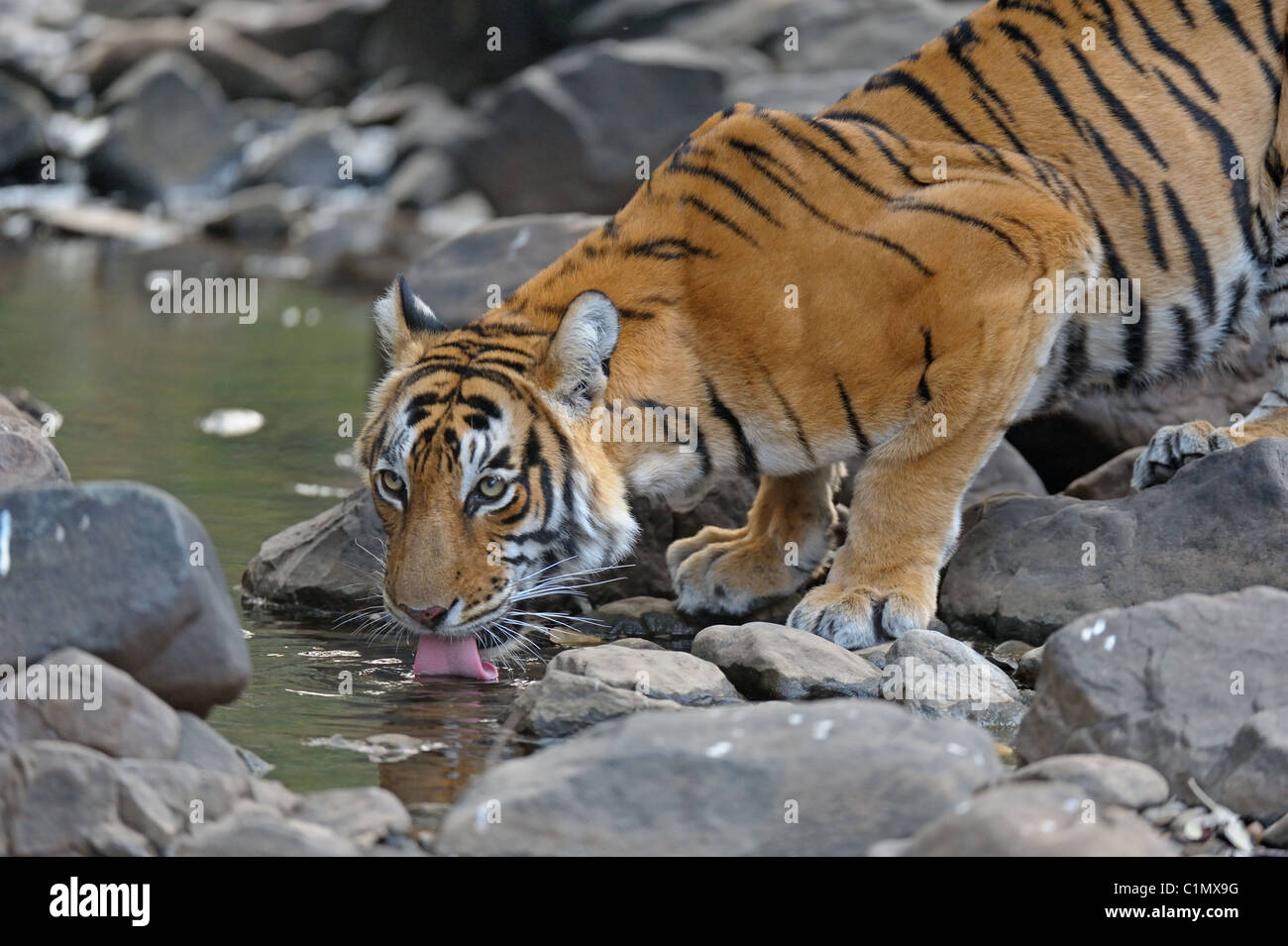 Tiger drinking from water hole hi-res stock photography and images - Alamy