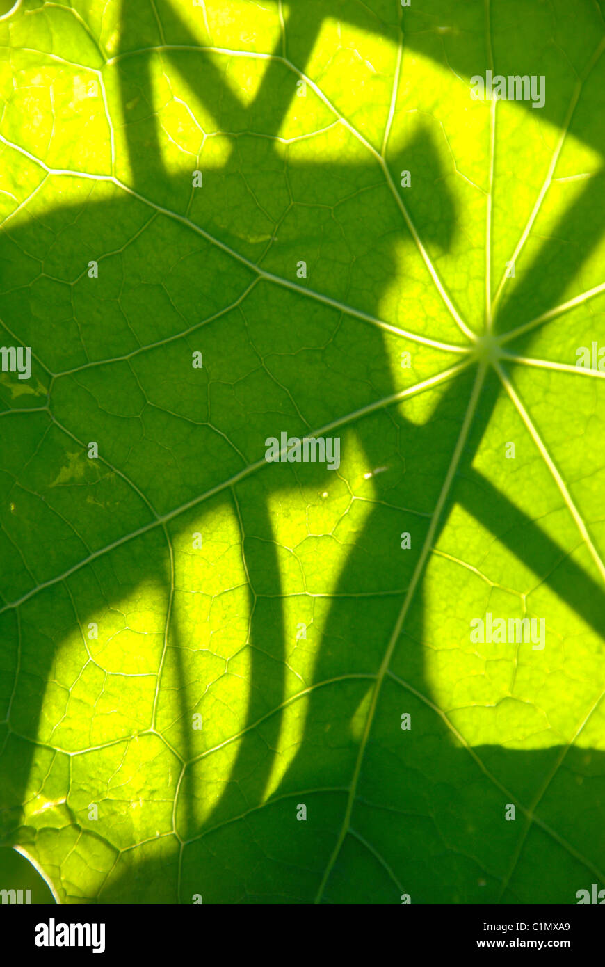 green shadows on the summer leaf Stock Photo - Alamy