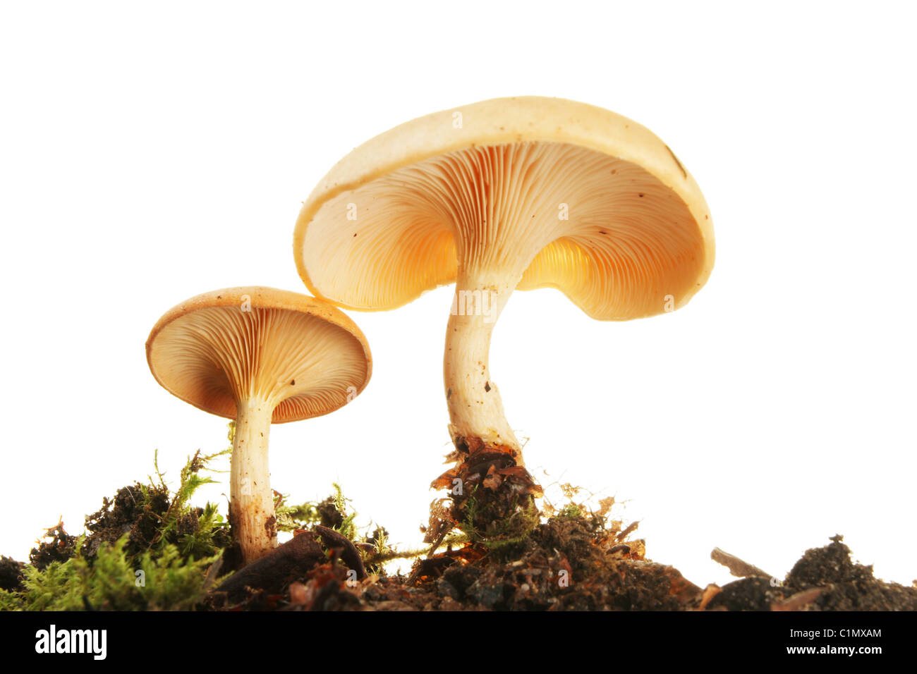 Two toadstool fungi viewed from below Stock Photo - Alamy