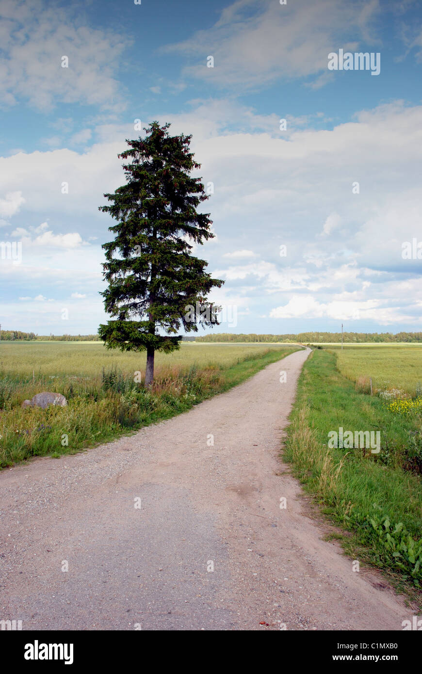 country road and old fir Stock Photo - Alamy