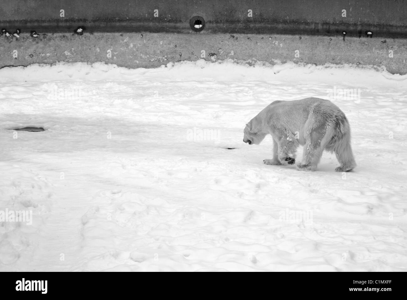 Knut, the polar bear from Berlin Zoo Stock Photo - Alamy