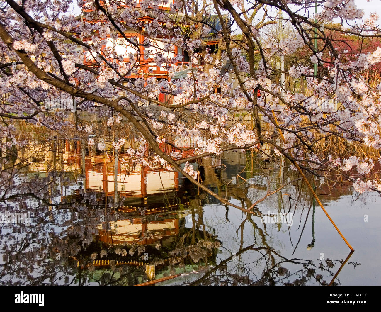 Sakura sherry tree hi-res stock photography and images - Alamy