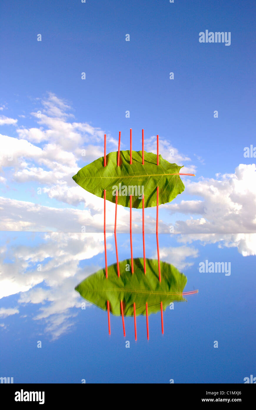 green leaf object on the mirror Stock Photo - Alamy