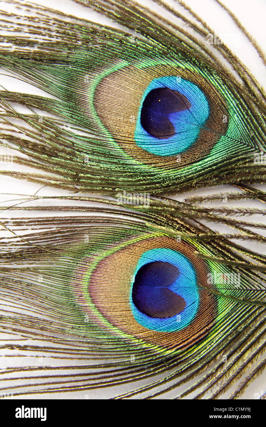 Two peacock feathers on white background Stock Photo - Alamy