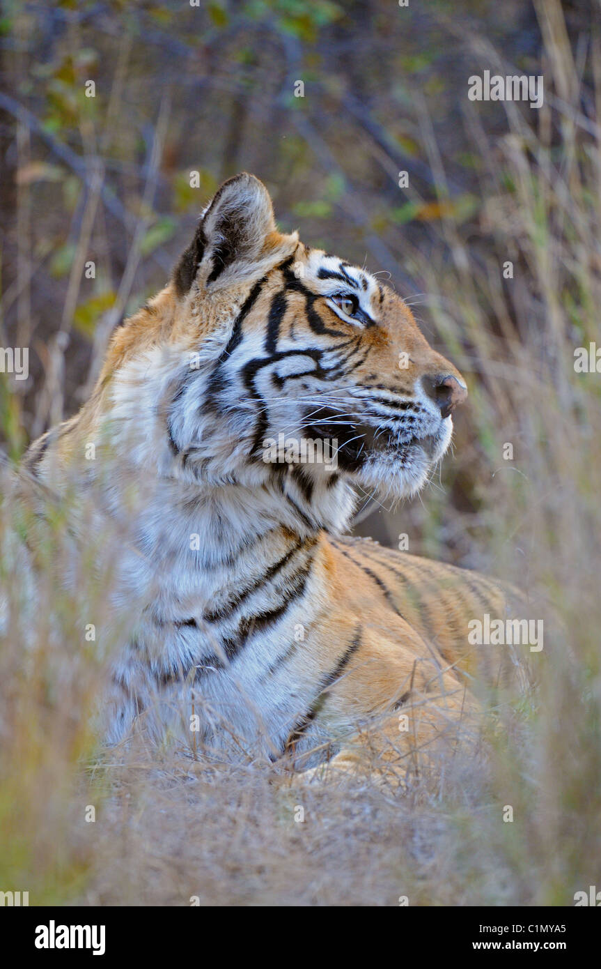 Tiger machali hi-res stock photography and images - Alamy