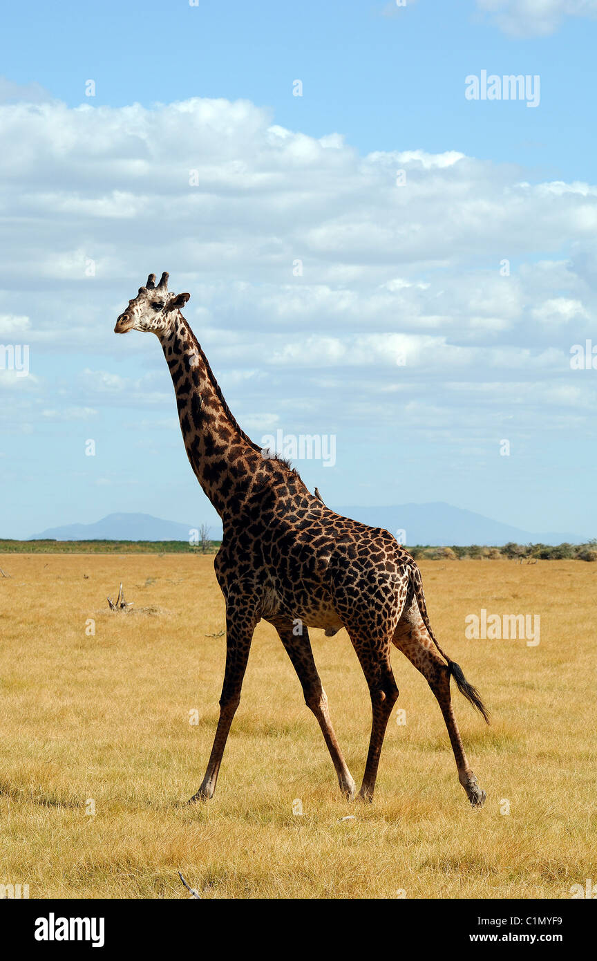 Tanzania, Rift valley, lake Manyara national park Stock Photo - Alamy