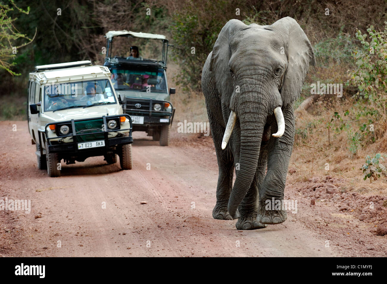 Tanzania, Rift valley, lake Manyara national park Stock Photo - Alamy