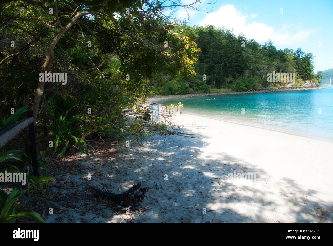 Vegetation on the Whitsundays Archipelago, Australia Stock Photo - Alamy