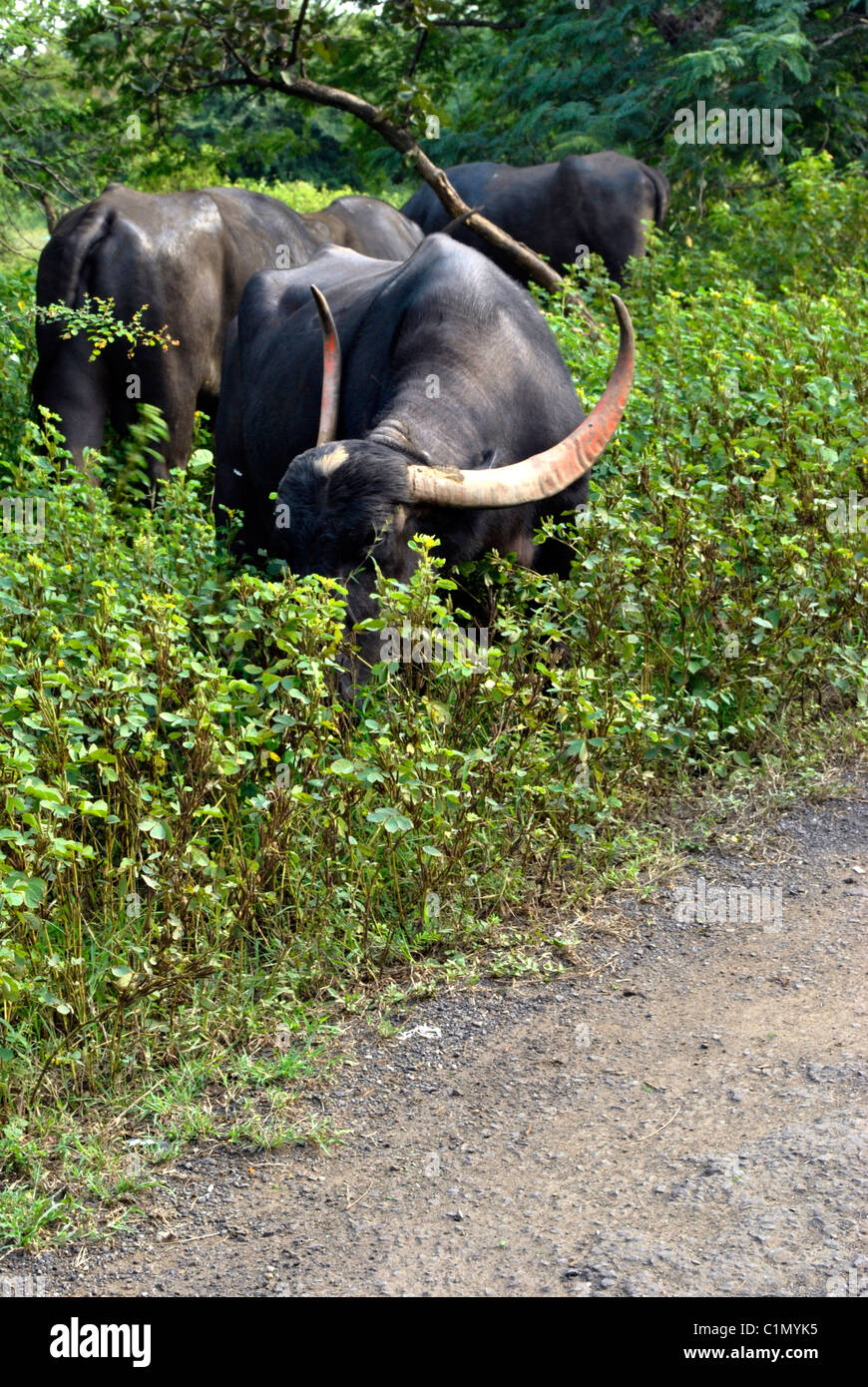 Black buffalo eat the grass hi-res stock photography and images - Alamy
