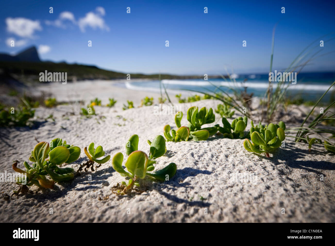 Wild beach landscape Stock Photo - Alamy