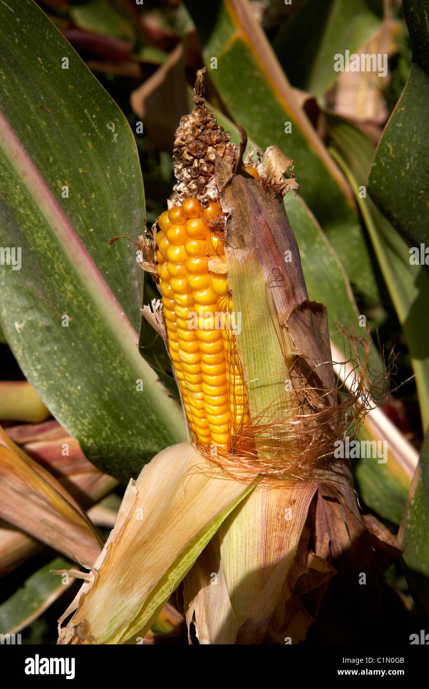 Ear maize hi-res stock photography and images - Alamy