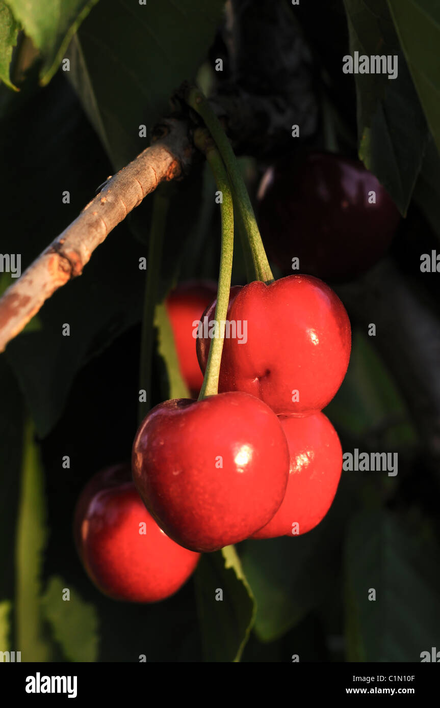 Cherry stella tree hi-res stock photography and images - Alamy