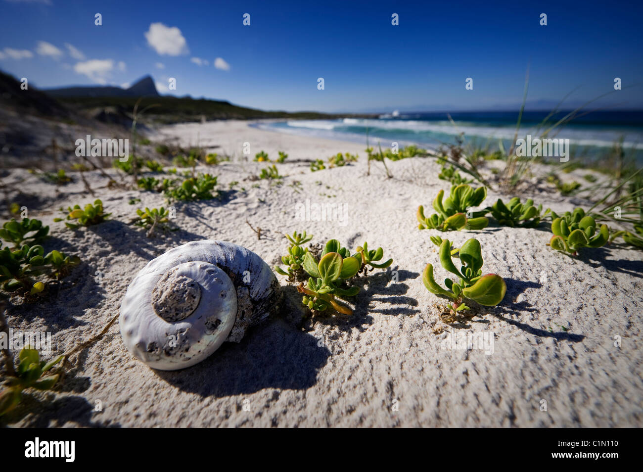 South africa beach sand shell hi-res stock photography and images - Alamy