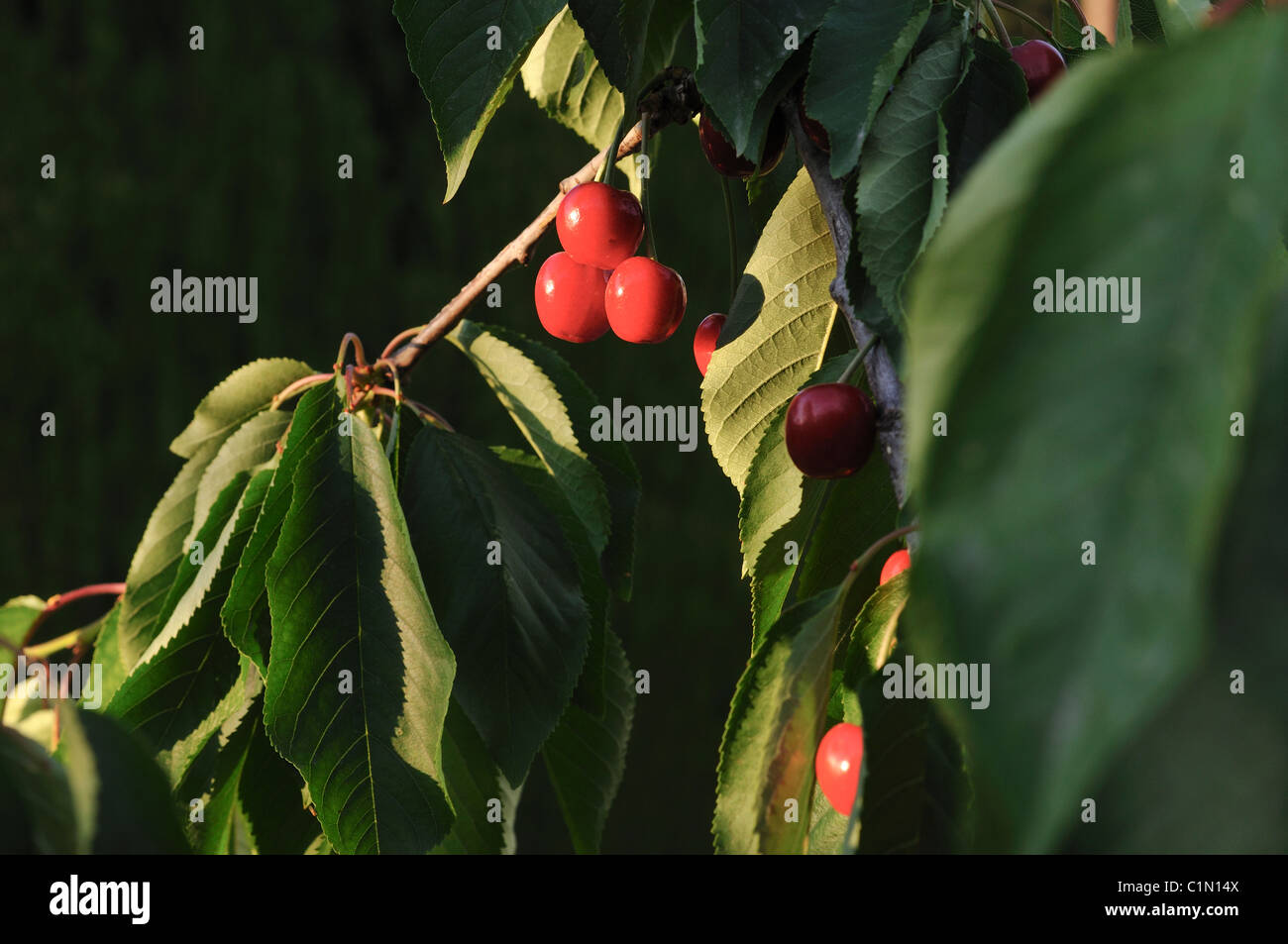 Ripe cherries on tree Stock Photo - Alamy