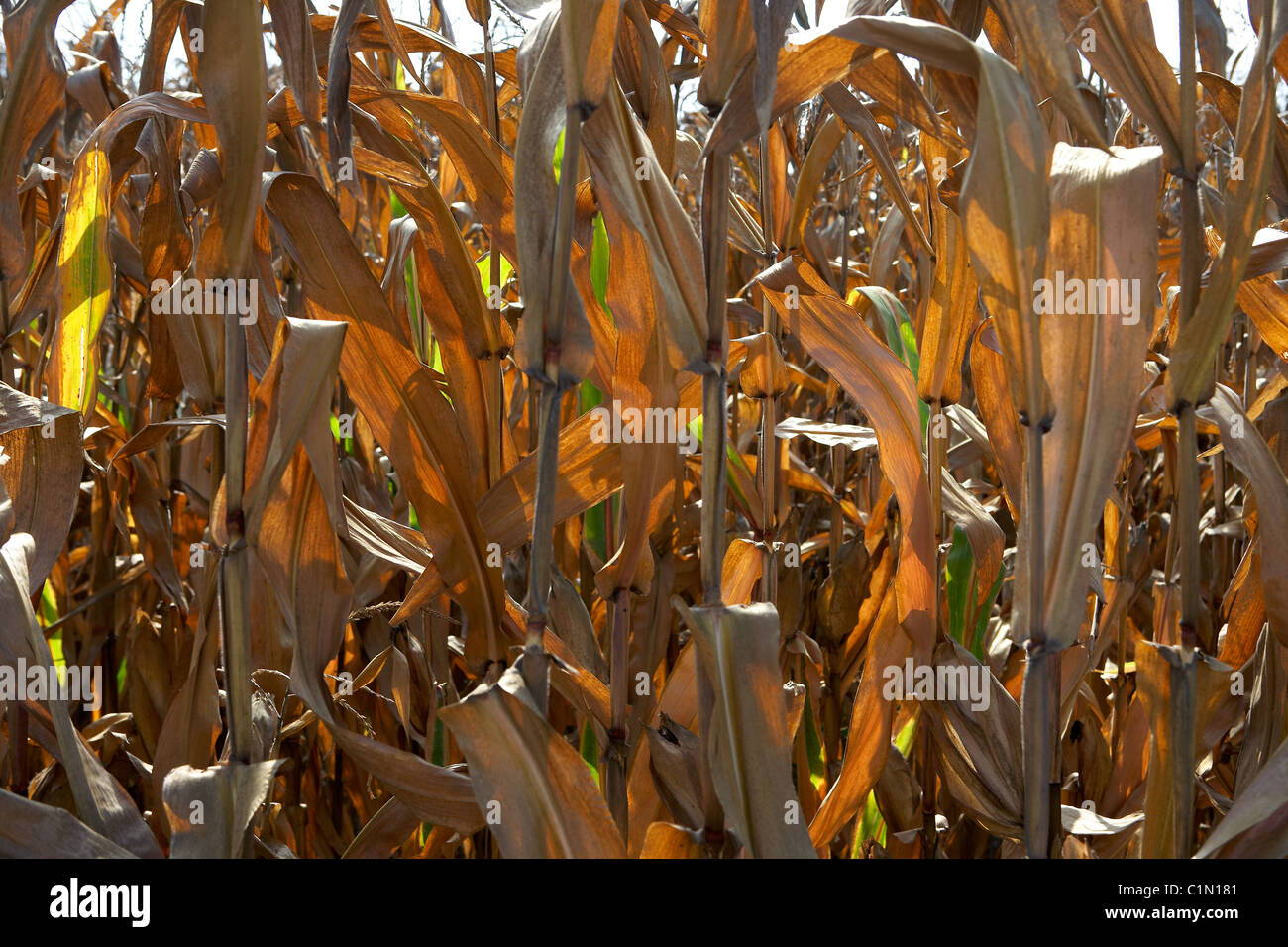 Maize field hi-res stock photography and images - Alamy