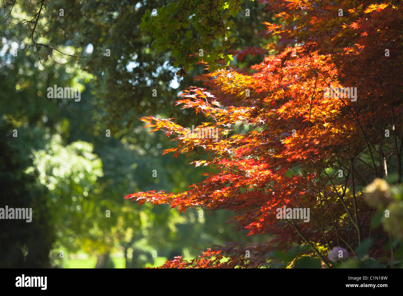 Small japanese maple hi-res stock photography and images - Alamy