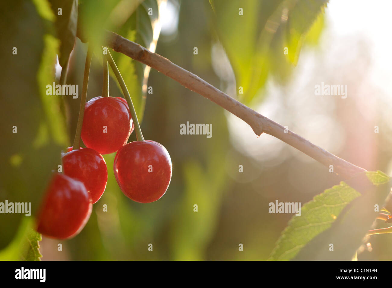 Stella cherry tree hi-res stock photography and images - Alamy