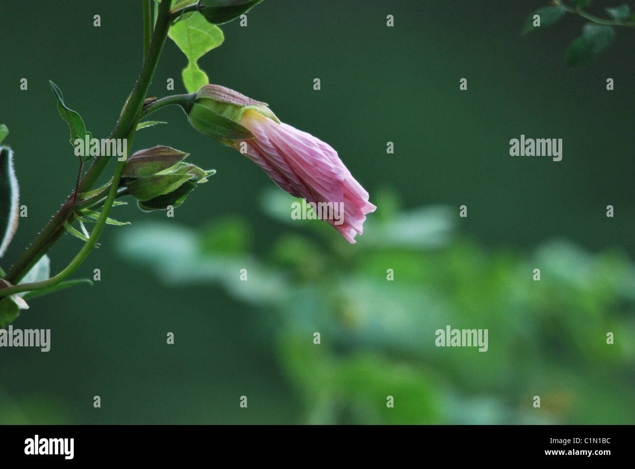 Flower of pink okra hi-res stock photography and images - Alamy
