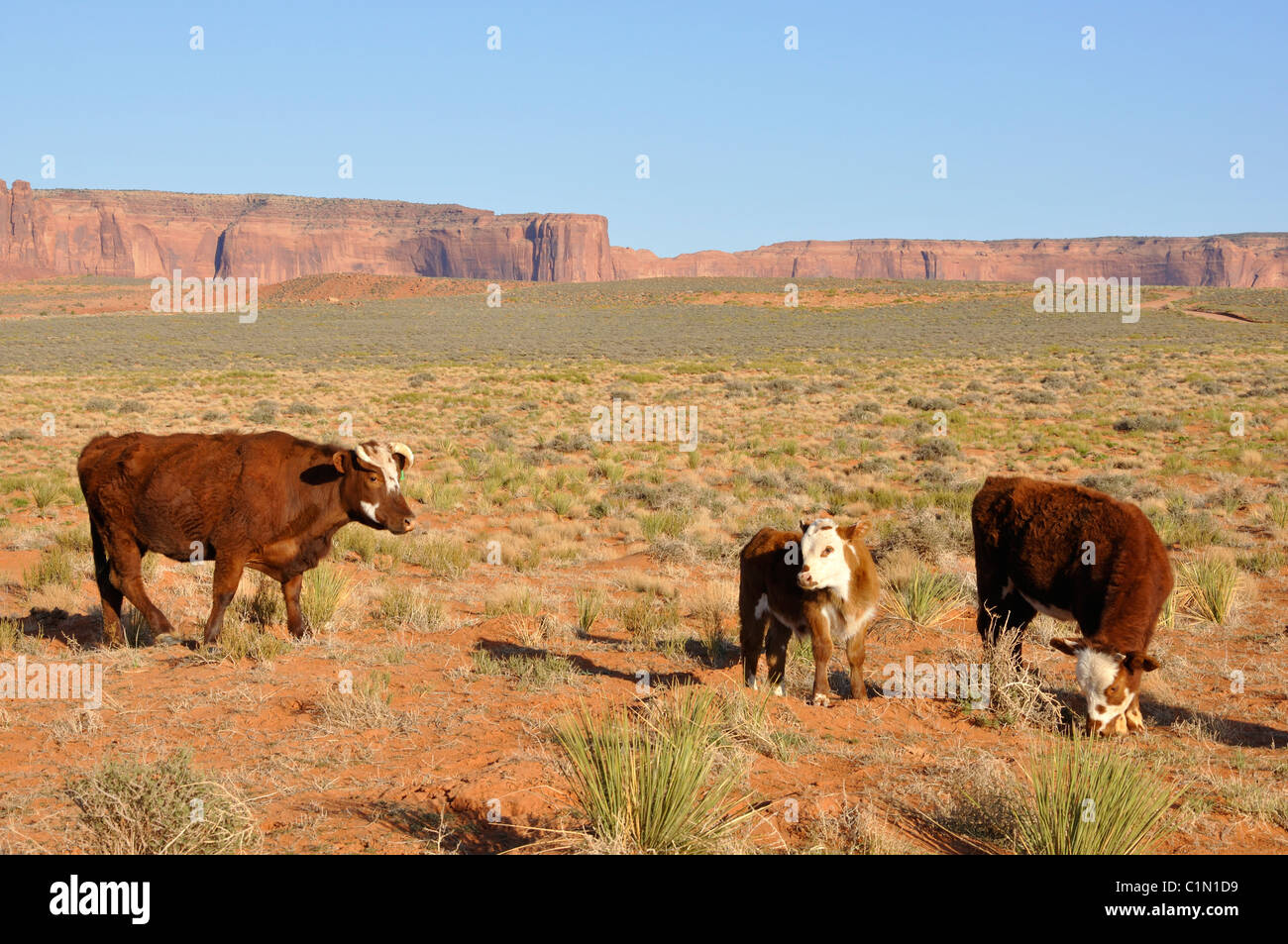 Arizona cattle farm hi-res stock photography and images - Alamy