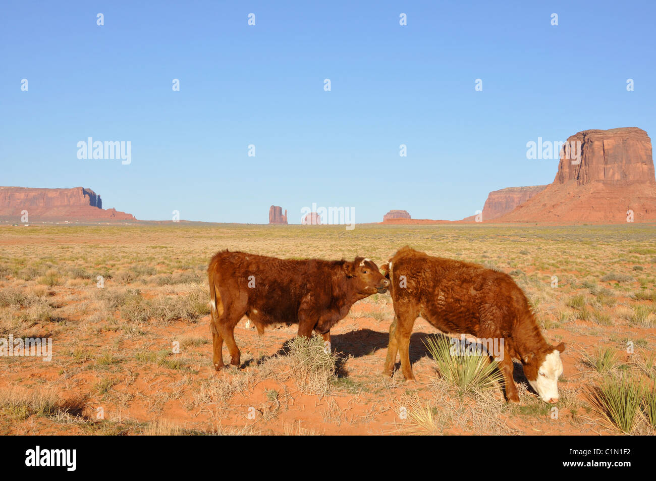 Arizona cattle farm hi-res stock photography and images - Alamy