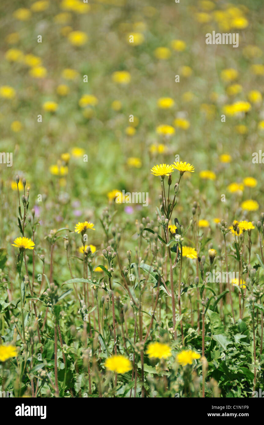 Taraxacum officinale (Common dandelion) field Stock Photo - Alamy