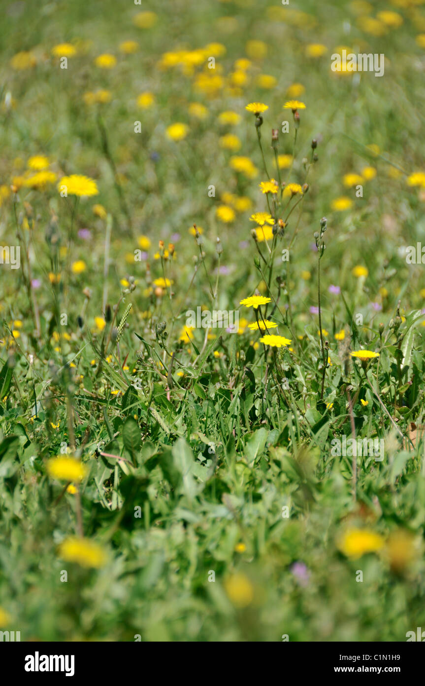 Taraxacum officinale (Common dandelion) field Stock Photo - Alamy