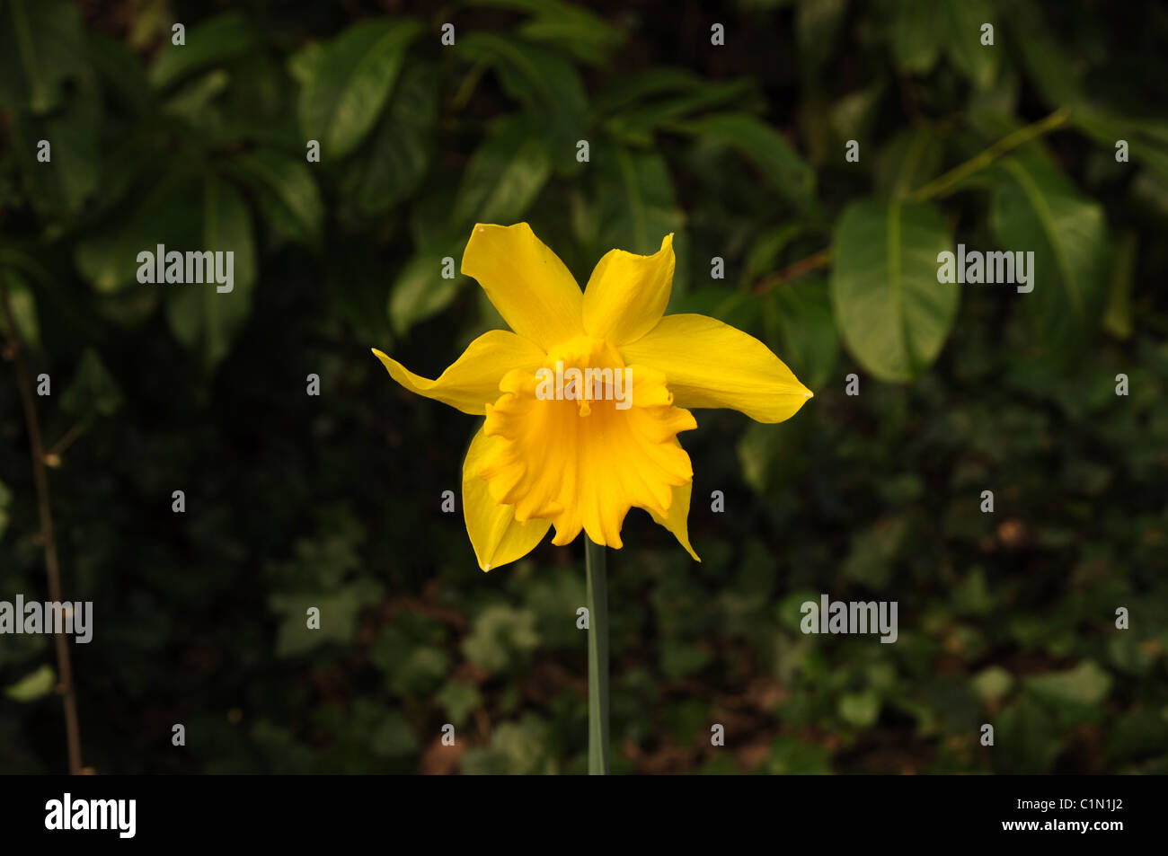 Daffodil in spring hi-res stock photography and images - Alamy