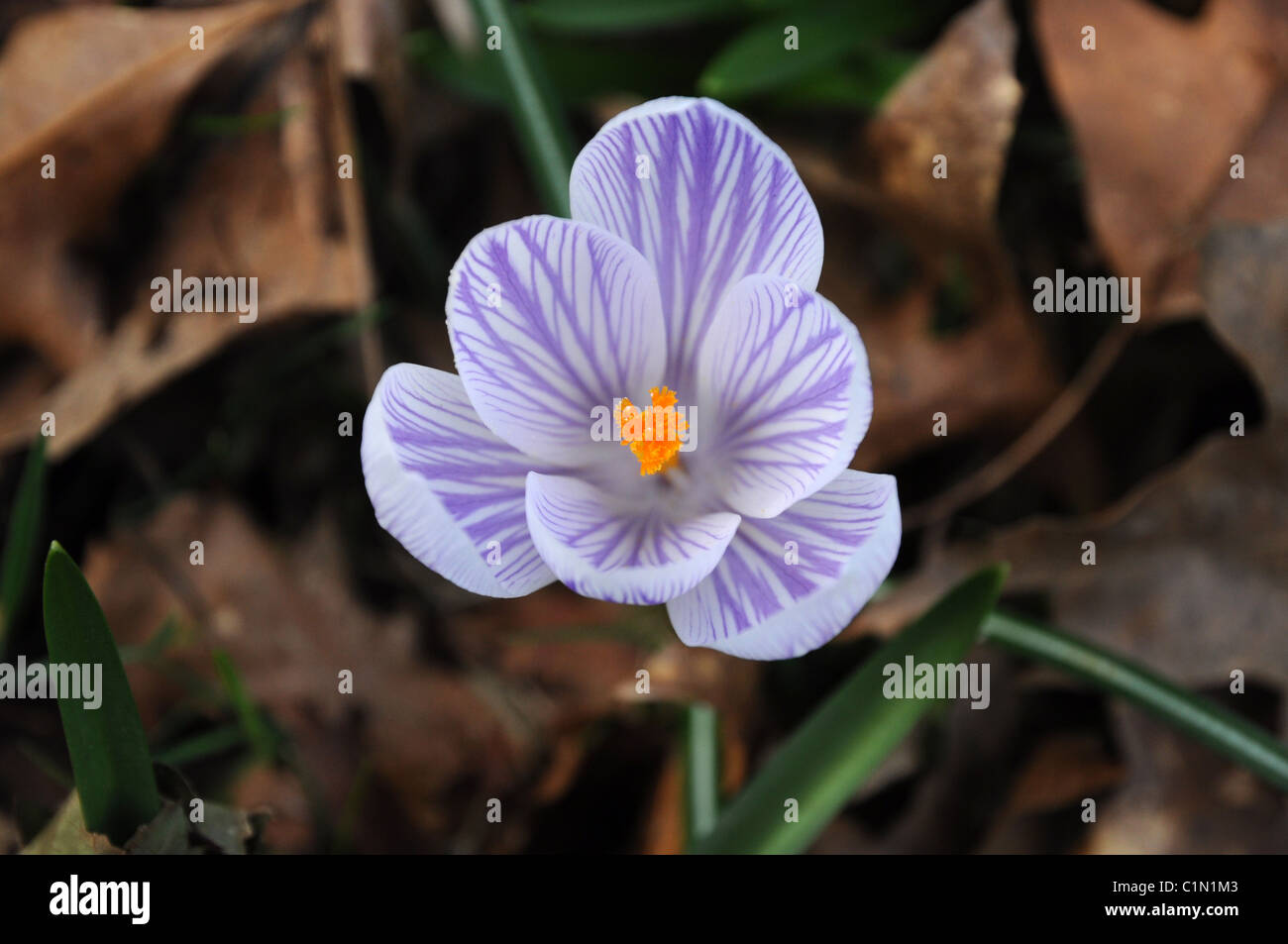 the first crocus in spring Stock Photo - Alamy