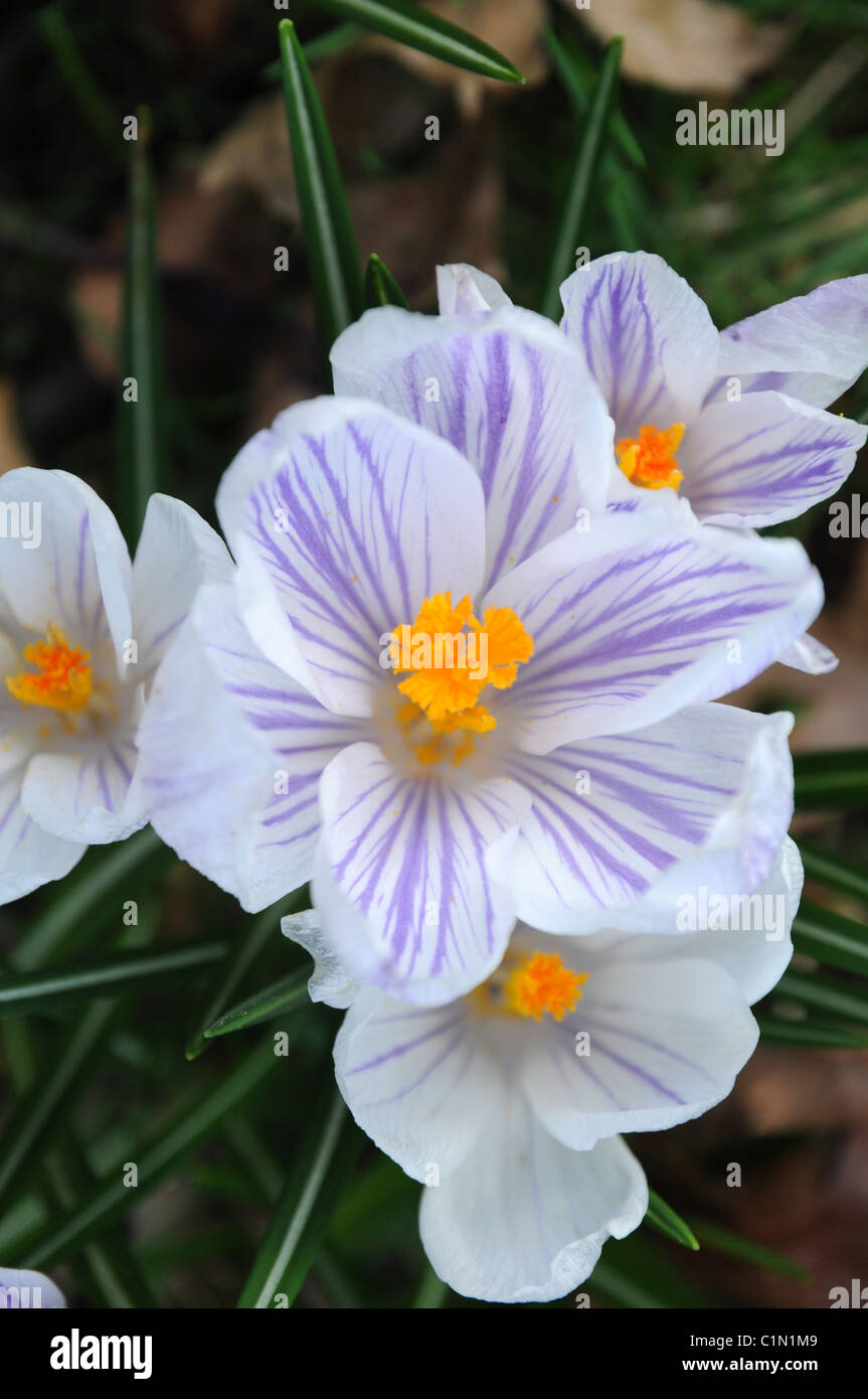 Crocus in spring hi-res stock photography and images - Alamy