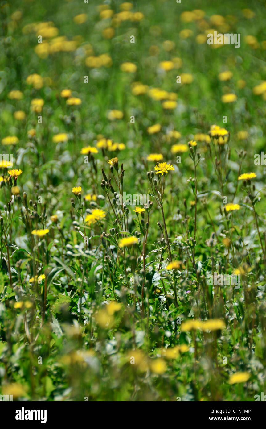 Common dandelion flowers in hi-res stock photography and images - Alamy