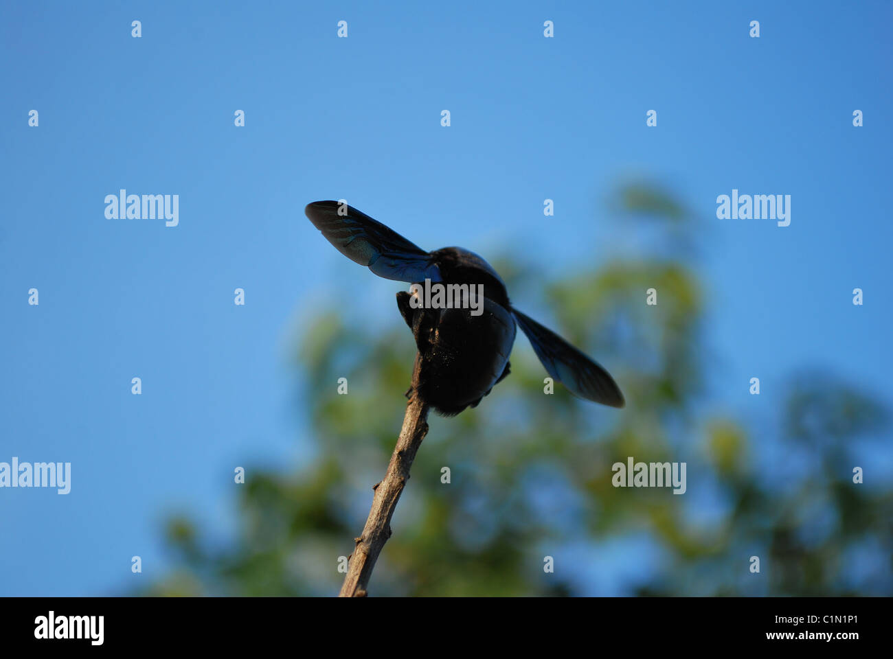 Dung beetle wings out hi-res stock photography and images - Alamy