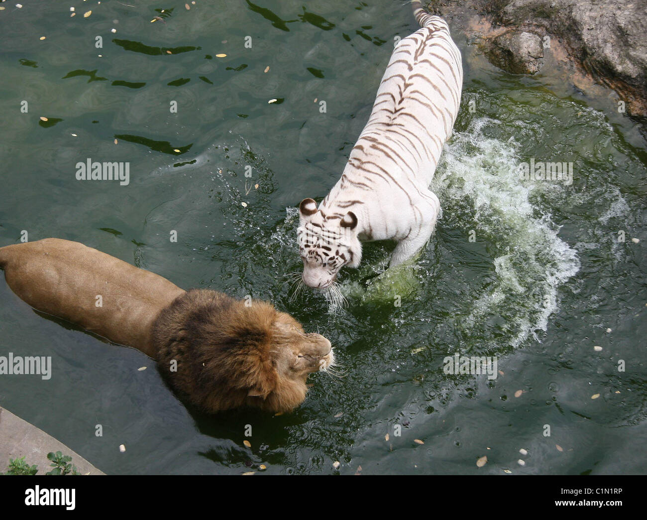 ANIMALS MAKE A SPLASH IN HEATWAVE A baby chimpanzee cools off in the ...
