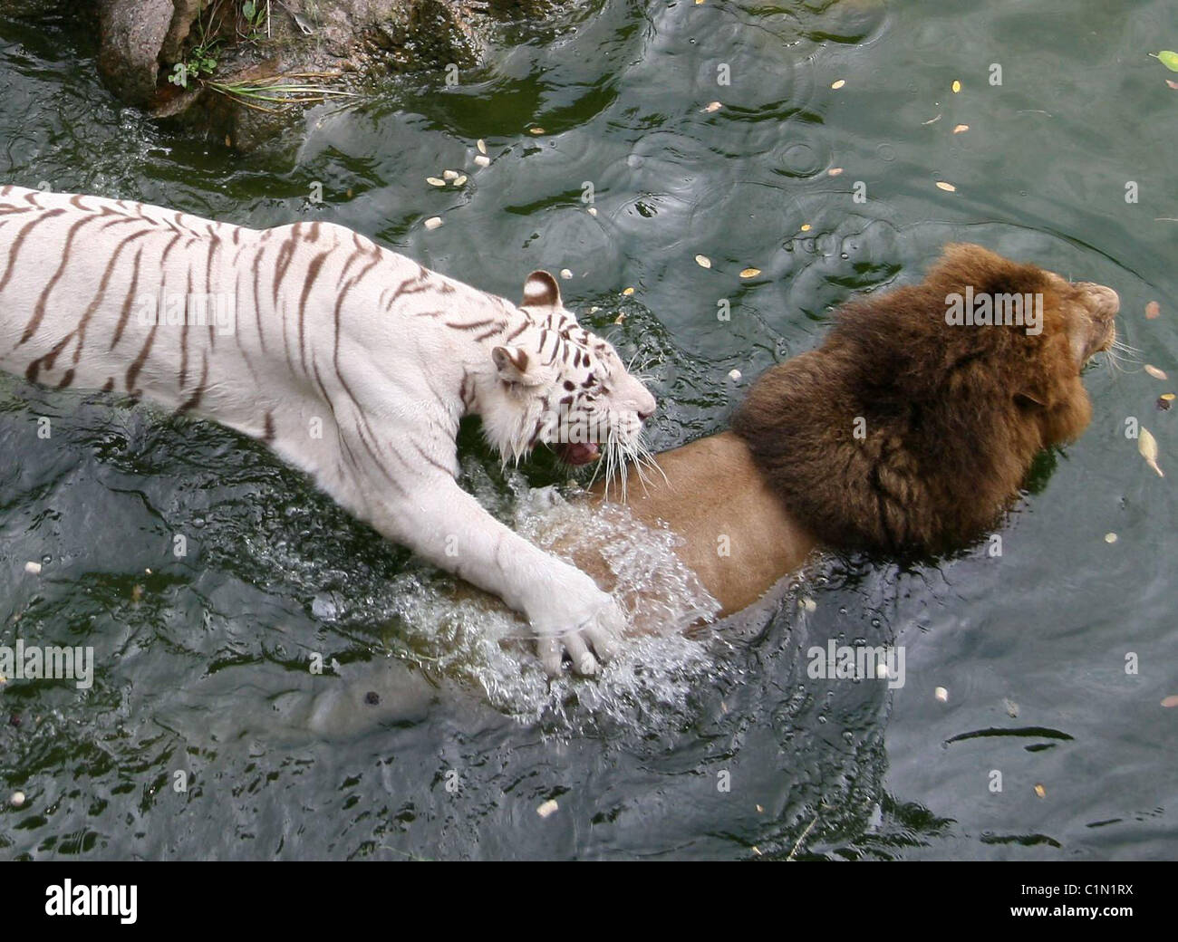 ANIMALS MAKE A SPLASH IN HEATWAVE A baby chimpanzee cools off in the ...