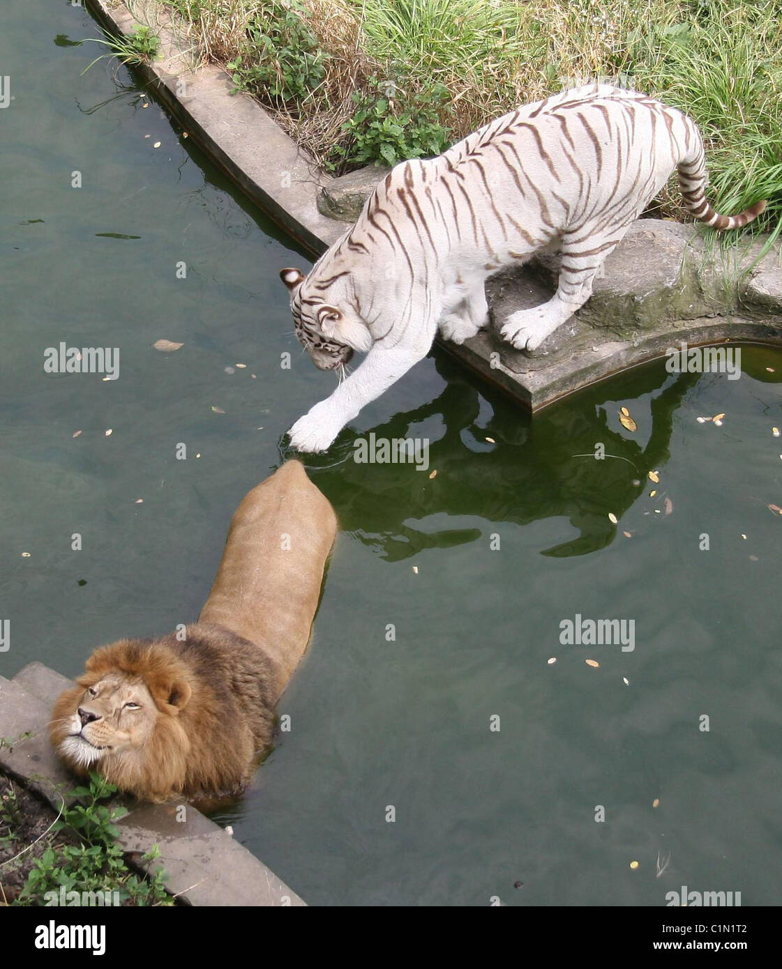 ANIMALS MAKE A SPLASH IN HEATWAVE A baby chimpanzee cools off in the ...