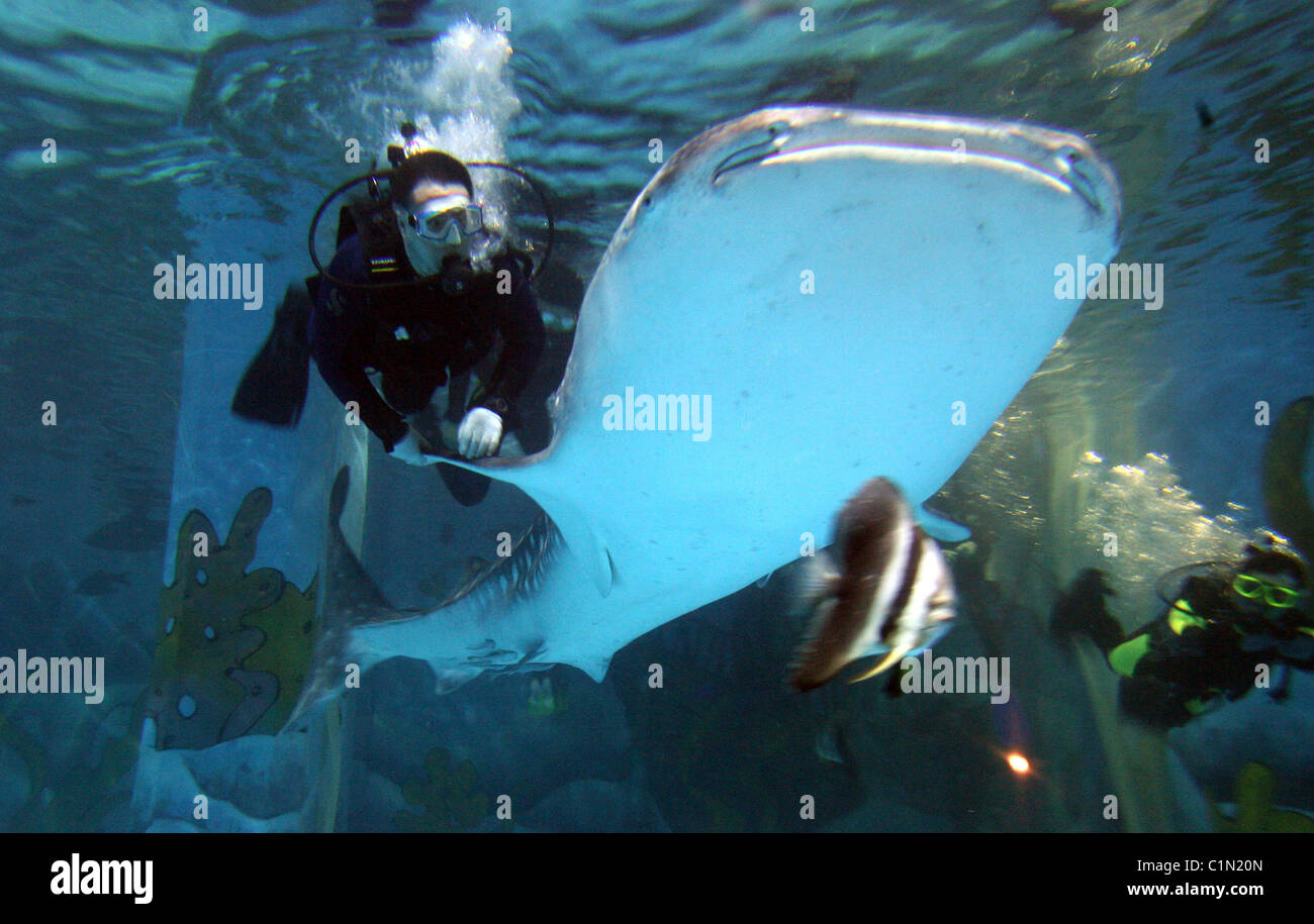 World's largest fish shipped by jumbo jet Two whale sharks are ...