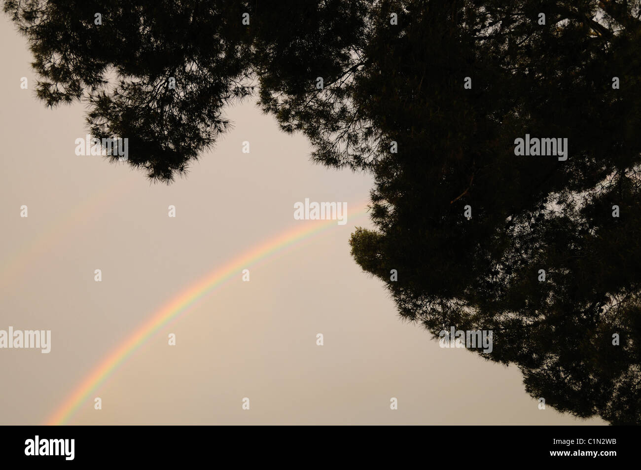 Double rainbow pine tree hi-res stock photography and images - Alamy