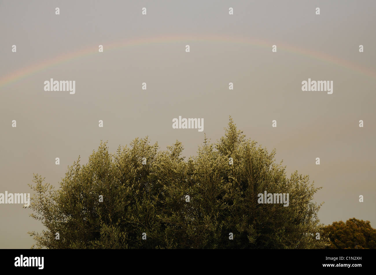 Olive tree and Rainbow Stock Photo - Alamy