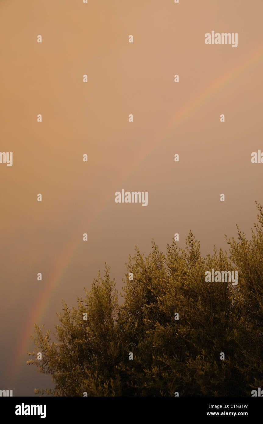 Olive tree and Rainbow Stock Photo - Alamy