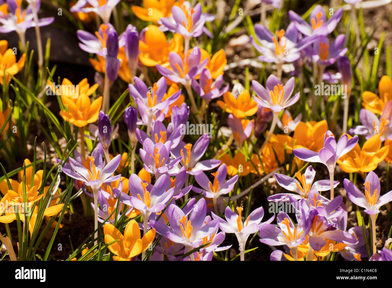 Orange and purple crocuses blooming brightly in spring Stock Photo - Alamy