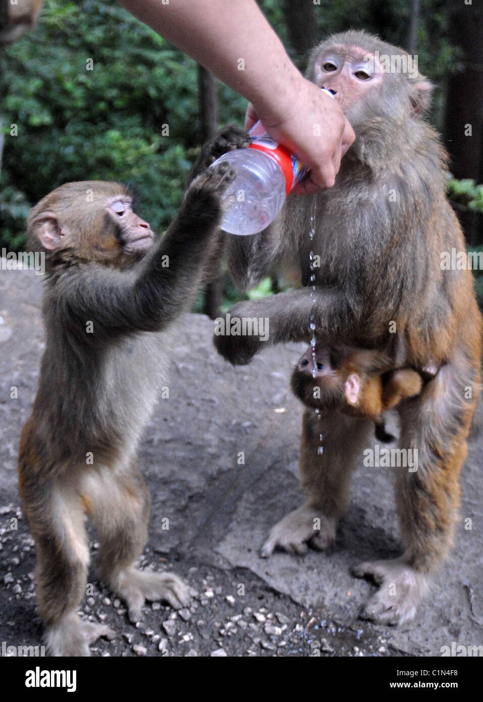 BAKED BABOONS There's not a lot on monkeying around going on down at ...