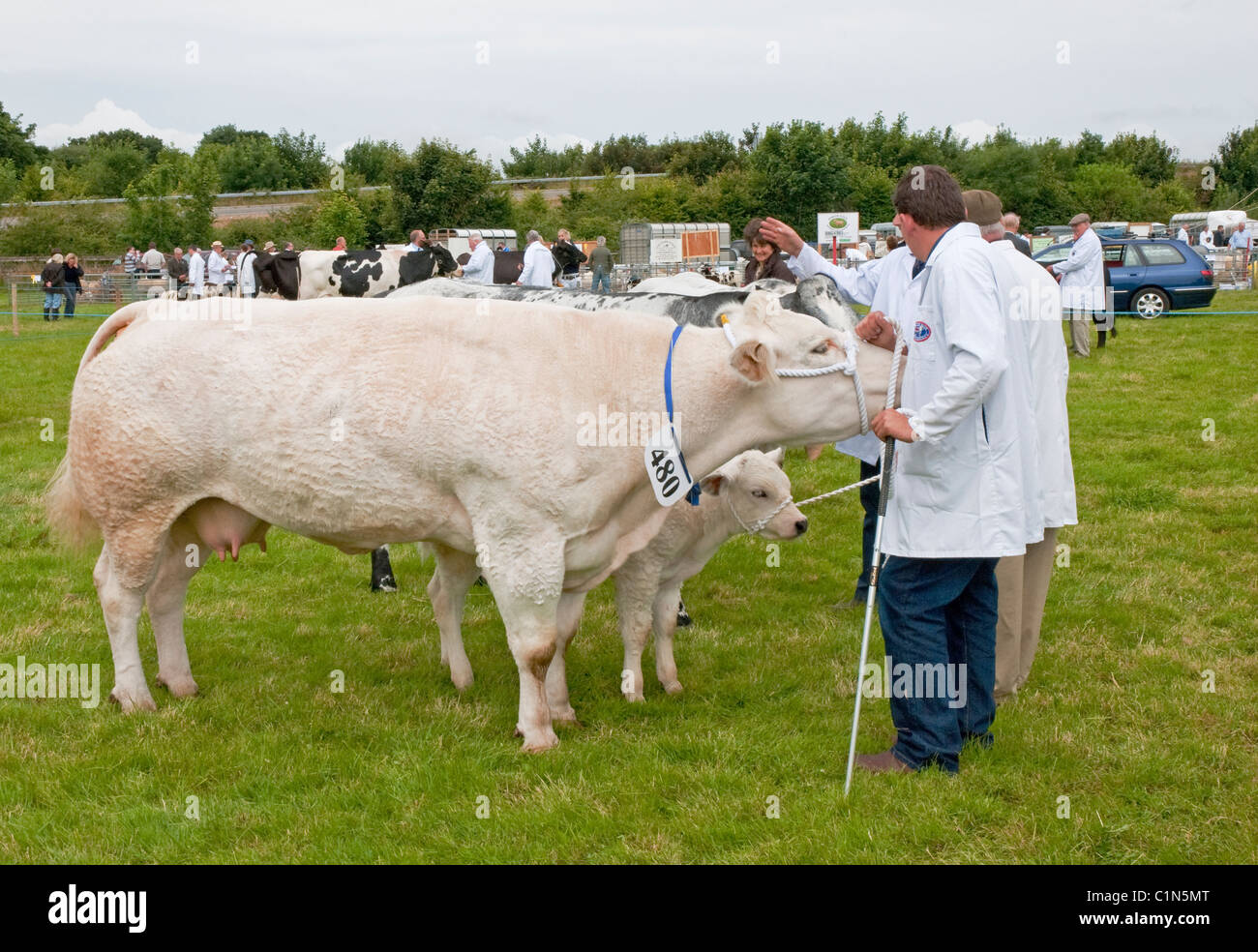 Cattle trailer uk hi-res stock photography and images - Alamy