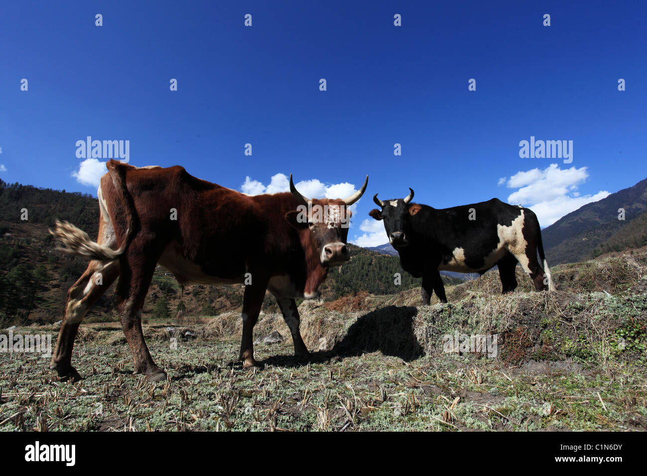 Nepali landscape Nepal Himalaya Stock Photo - Alamy