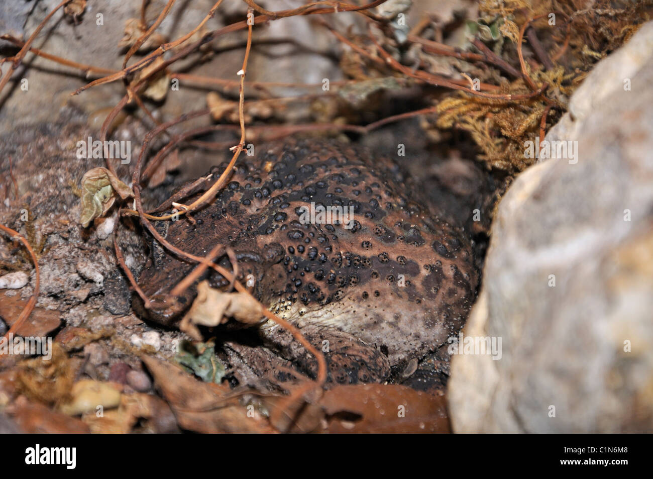 Puerto Rican Crested Toad - Bufo lemur Stock Photo - Alamy