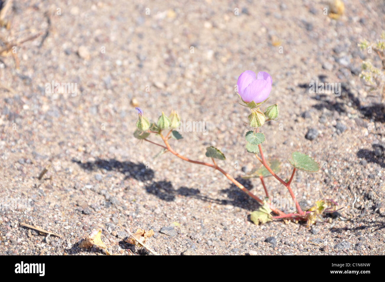 Desert five spot california hi-res stock photography and images - Alamy