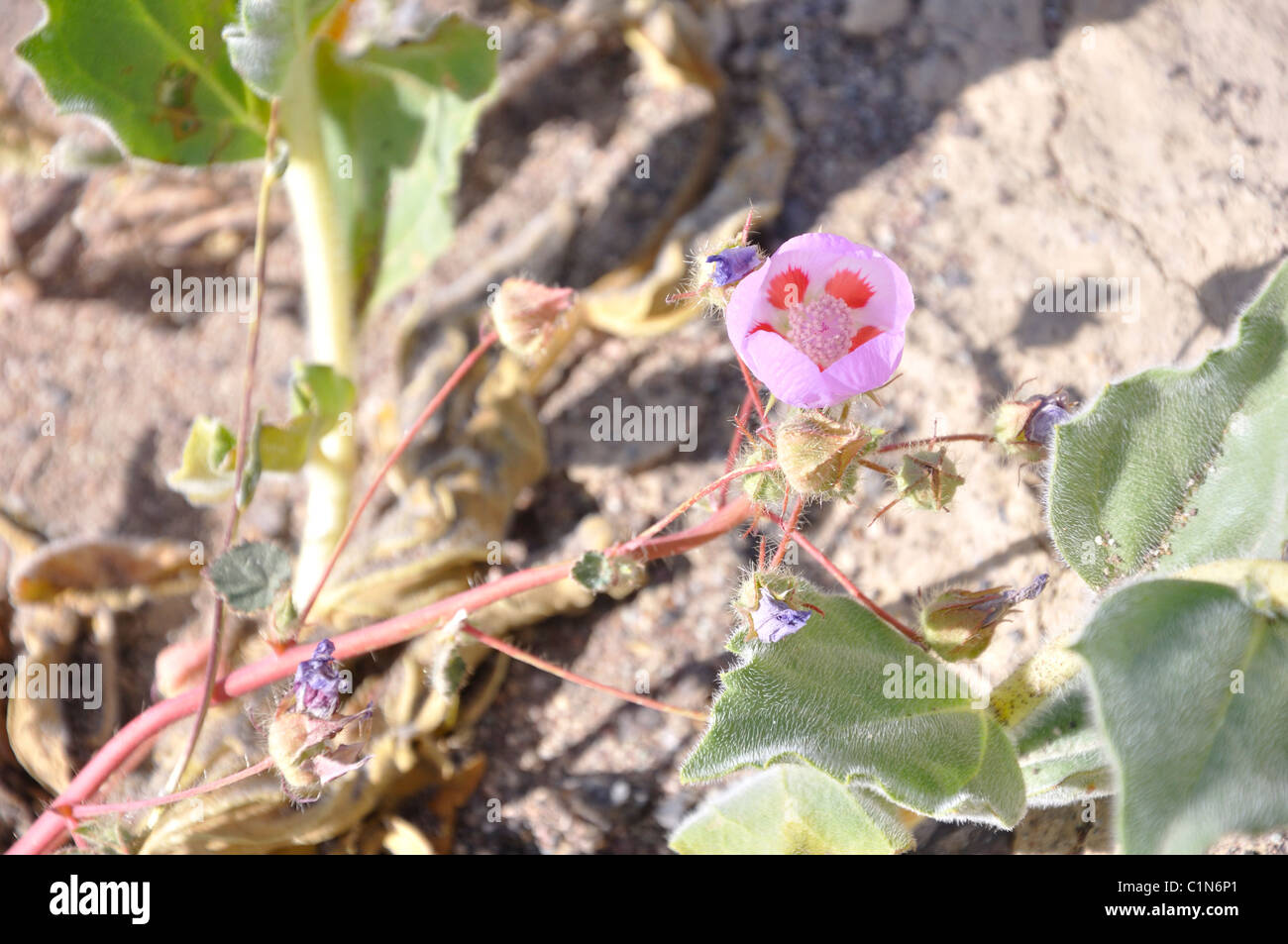 Desert five spot california hi-res stock photography and images - Alamy