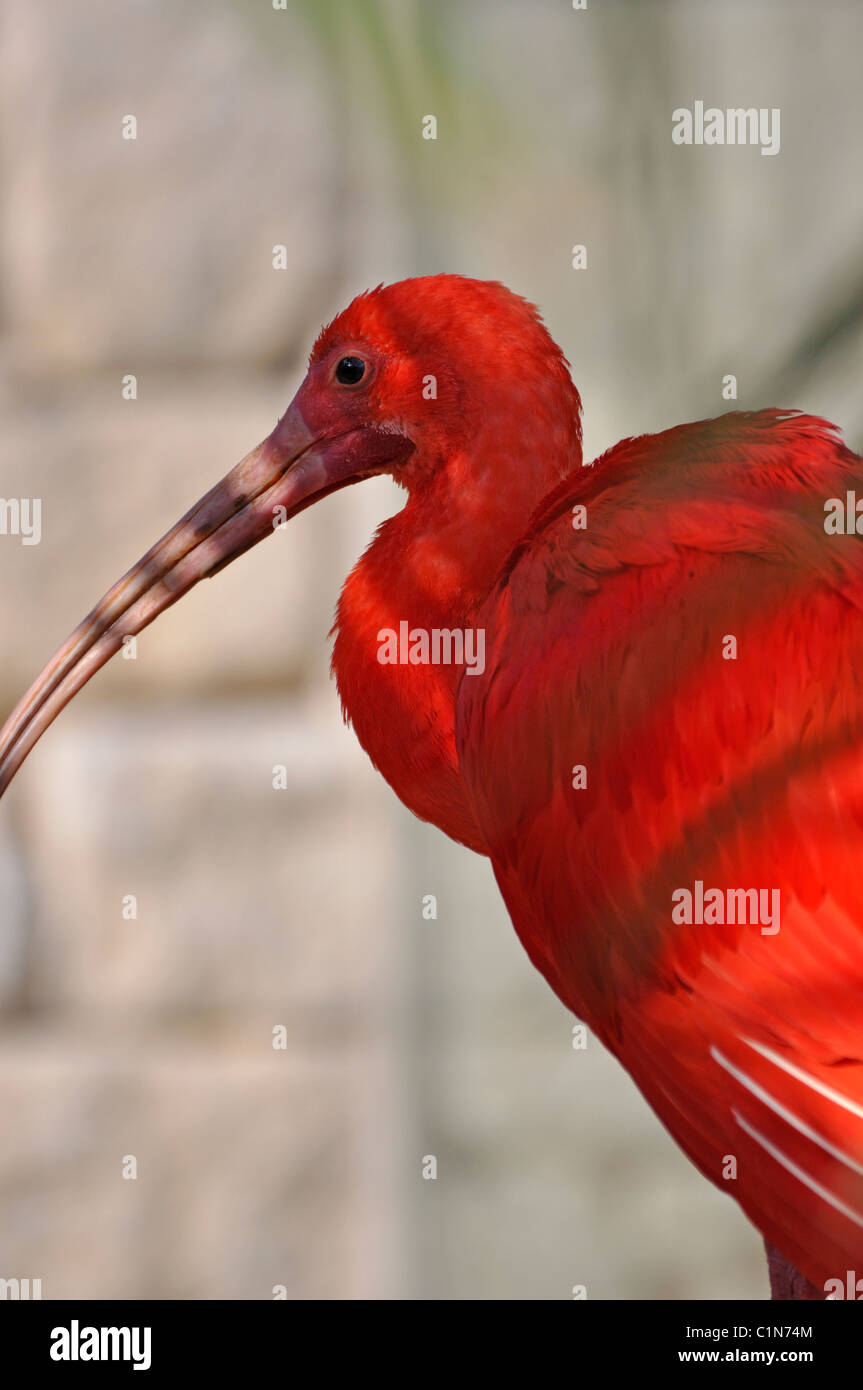 Red ibis hi-res stock photography and images - Alamy
