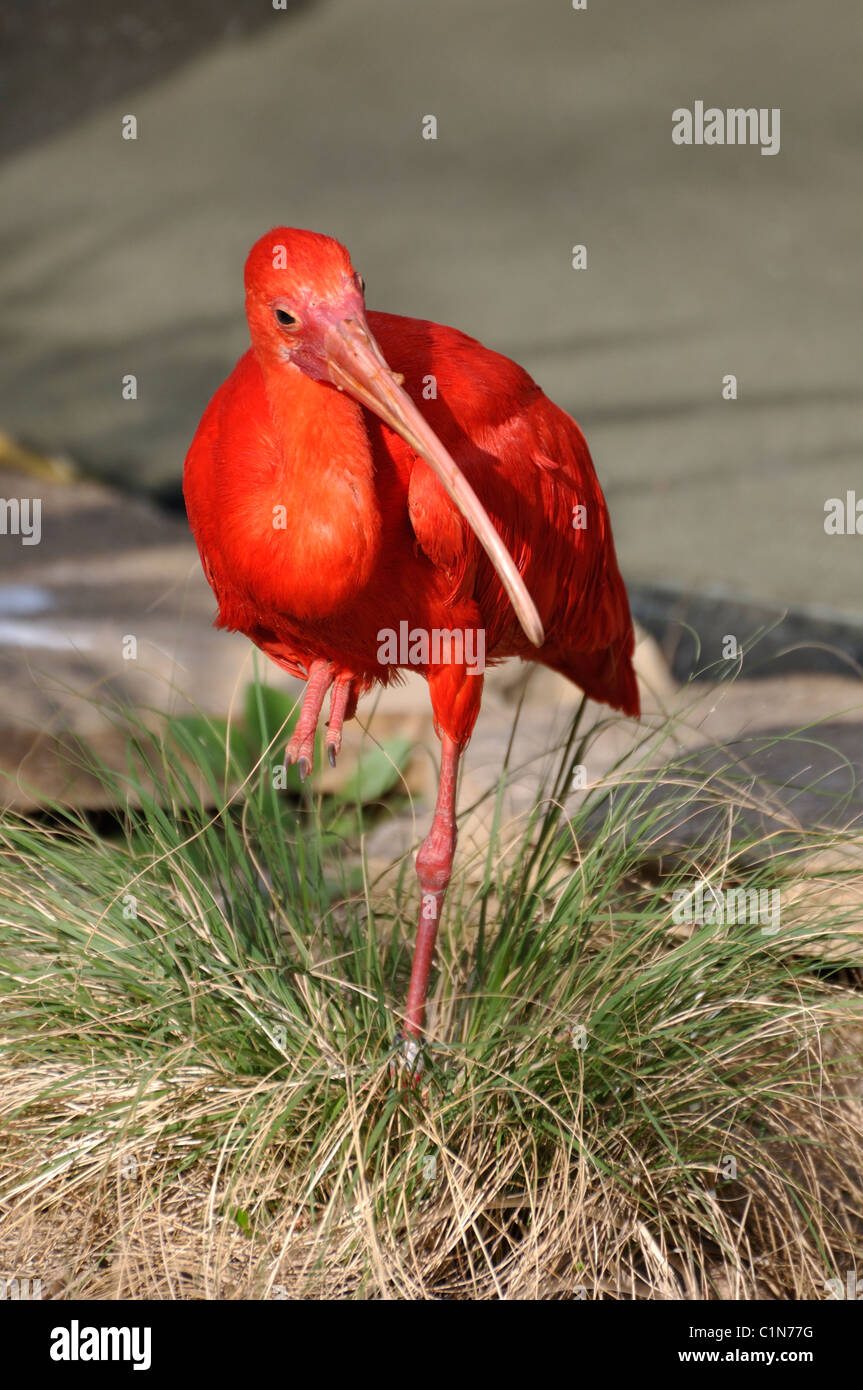 Scarlet Ibis aka Red Ibis - Eudocimus ruber Stock Photo - Alamy
