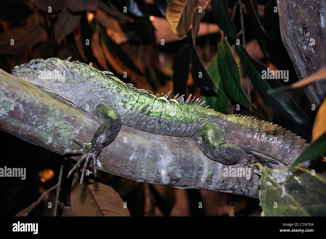 Iguana in terrarium Stock Photo - Alamy
