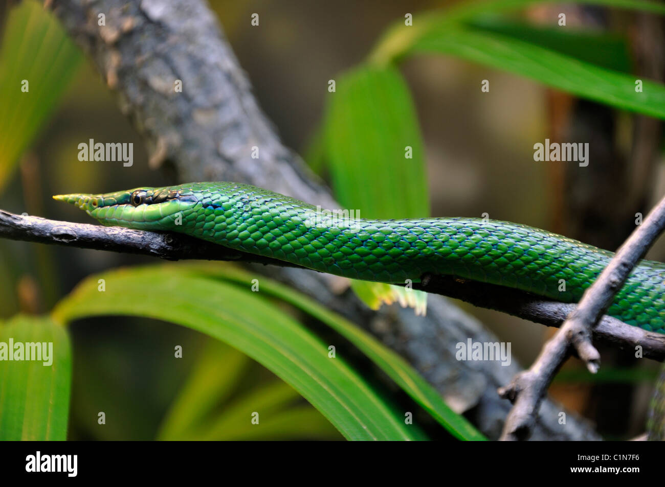 Rhinoceros rat snake hi-res stock photography and images - Alamy
