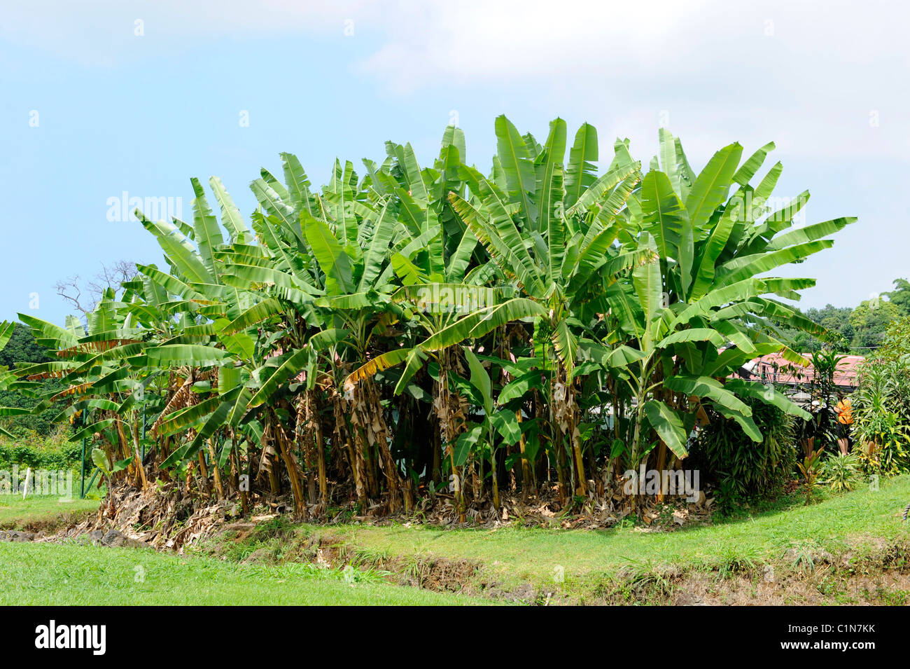 Banana Trees Kona Hawaii Pacific Ocean Stock Photo - Alamy
